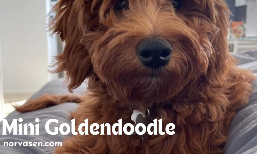 Discover the Magic of Mini Goldendoodles: Your Complete Guide - Norvasen